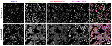 Cell Painting In Preclinical Safety And Toxicology Literally Taking A