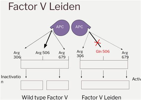 Factor V Leiden And Prothrombin Gene Mutation Flashcards Quizlet
