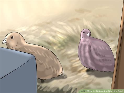 4 Ways To Determine Sex Of A Quail Wikihow