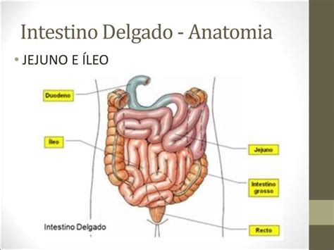 Partesdointestinodelgado