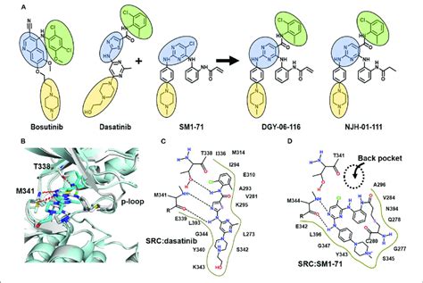 Dgy 06 116 Is A Hybrid Of Dasatinib And Sm171 A Src Inhibitors Are