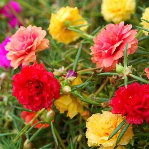 300 Piezas De Semillas De Musgo Rosa Mixtas Hoa Mi Gi Akaportulaca Grandiflora Mix Rosa