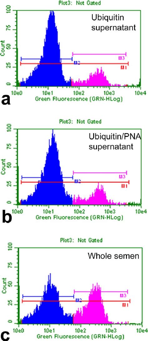 Ubiquitin Induced Fluorescence Of Spermatozoa After Purification With