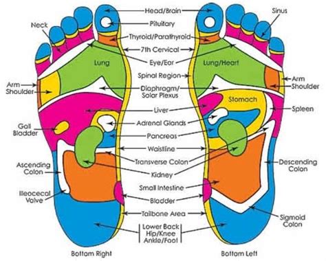 Foot Pressure Points Healing Hands Reflexology Reflexology Chart