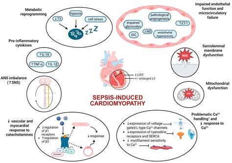 Sepsis Induced Cardiomyopathy And Cardiac Arrhythmias Pathophysiology