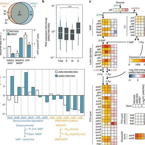 Adaptive Laboratory Evolution Ale Of A Genome Reduced Strain Ms56