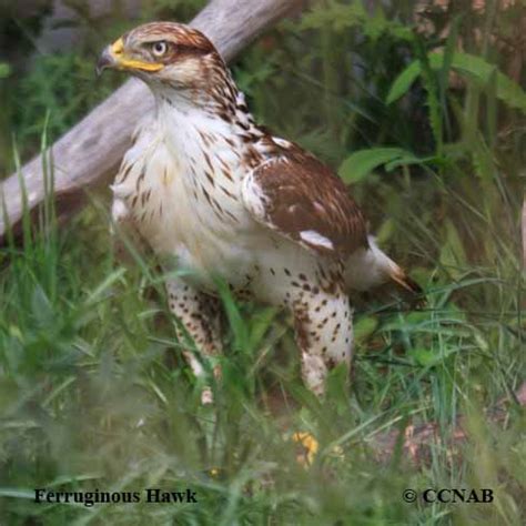 Ferruginous Hawk Buteo Regalis Feha