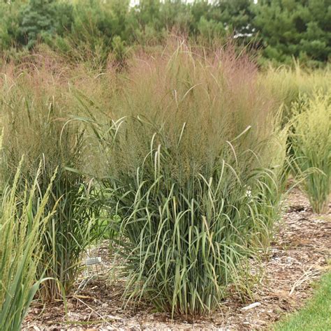Prairie Winds® October Sky Switch Grass Panicum Virgatum Proven