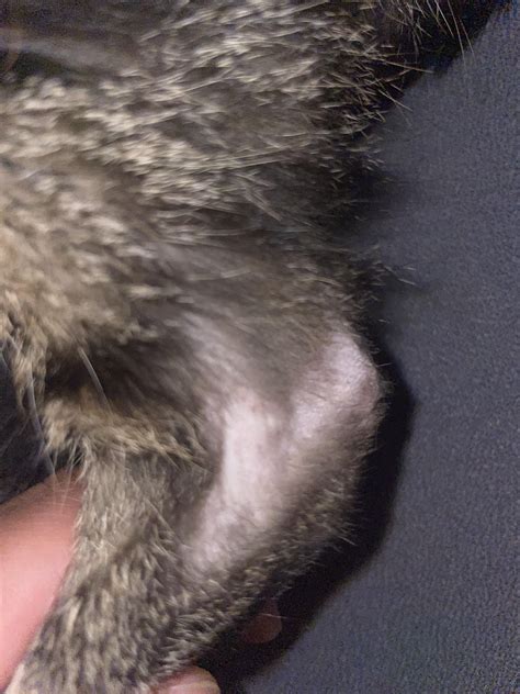 Cat Has Bald Spots On Hind Legs Rvet