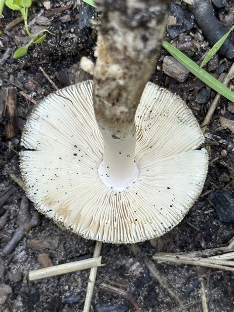 Minnesota Seasons Grisette Amanita Vaginata Minnesota Seasons Grisette Amanita Vaginata