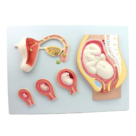 Buy Luckfy Scientific Human Anatomy Human Pregnancy Embryonic Developmental Process Model