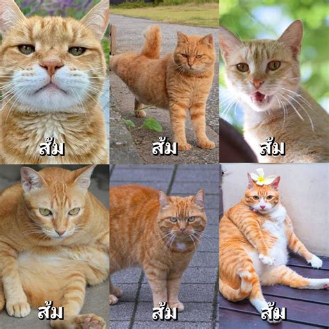 แล้วจะตั้งชื แม้งโดนสัด แดรกยางลบแม้งเลย By ข้างบ้านกูเอง