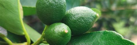Productos Indiapac Fertilizantes Tepeyac