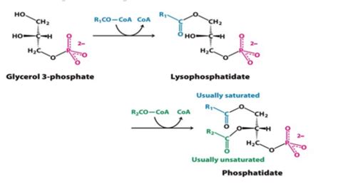 Lipid Synthesis Storage Lipids Phospholipids And Cholesterol