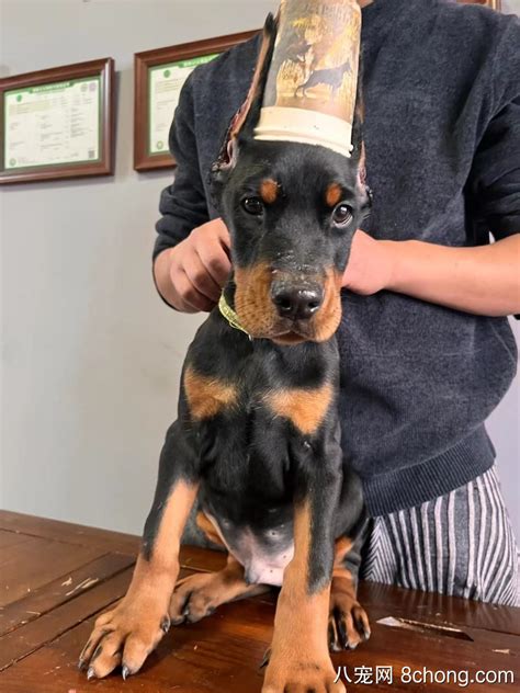 杜宾犬 安徽大型宠物狗杜宾犬 八宠网