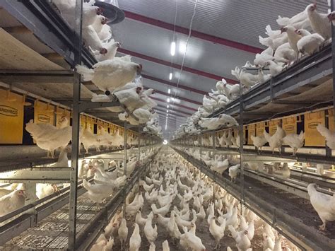 Aviary System Xtra High Capacity Layer Housing Landmeco