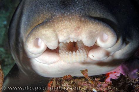 Pacific Angel Shark Teeth