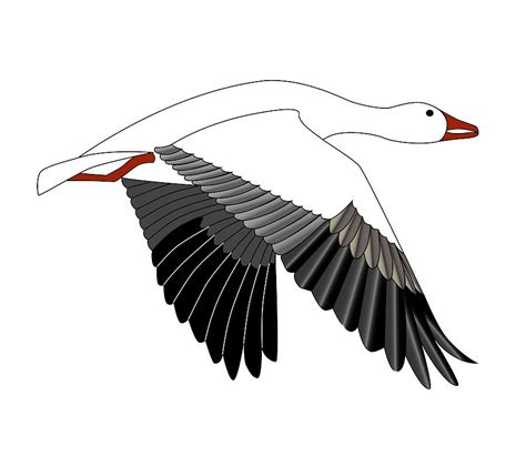 Flying Goose Drawing Free Download On Clipartmag