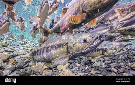Underwater View Of Salmon Swimming Upstream Over Rocky Riverbed With