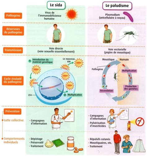 Chapitre 6agents Pathogènes Et Maladies Vectorielles Innover En Svt