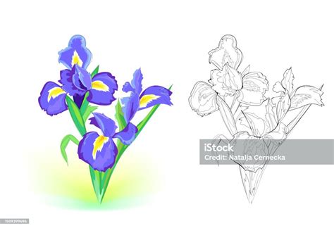 색칠을 위한 화려하고 흑백 템플릿입니다 푸른 홍채의 그림입니다 꽃으로 인사말 카드를 그립니다 어린이와 성인을 위한 색칠하기 책용 워크시트 플랫 만화 벡터입니다 꽃 식물에