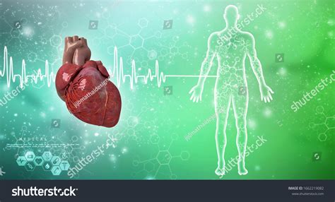 3d Illustration Anatomy Human Heart Stock Illustration 1662219082