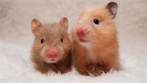 Сирийский хомяк милый домашний зверек Описание и фото сирийского хомячка