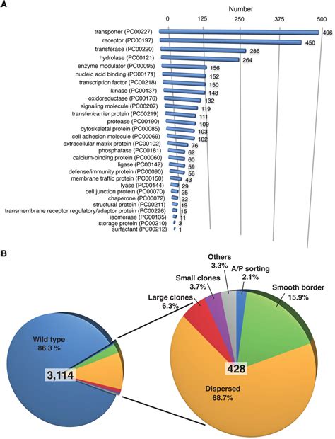 Summary Of Rna Interference Screen A Number Of Rnai Lines Screened