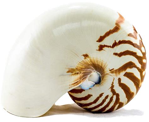 Nautilus Shell