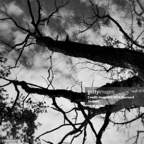 Dead Trees High Res Vector Graphic Getty Images Dead Trees High Res Vector Graphic Getty Images