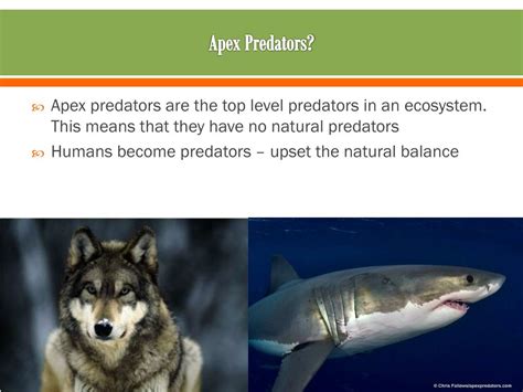 Ppt Apex Predator Removal Powerpoint Presentation Free Download Id 6152224