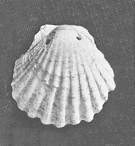 How Saint Jacob Turned Into A Shell Text In The First Comment R Sca