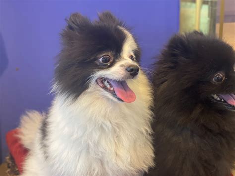 폼피츠 오레오허쉬 샴입양 셀커크렉스입양 스코티쉬폴드입양 스핑크스입양 아메리칸숏헤어입양 아비시니안입양 터키시앙고라입양 페르시안입양 애완견입양 반려견입양 털빠짐없는소형견종류