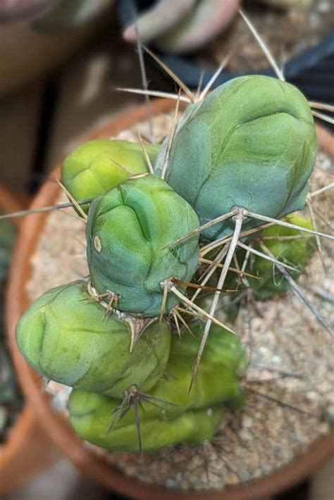 Penis Cactus Care And The Perfect Pot For Yours
