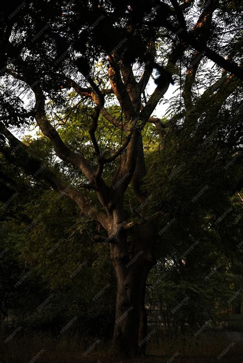 Premium Photo Lushy Green