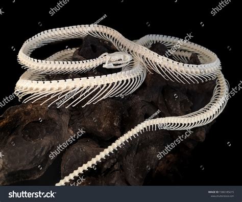 Python Skeleton Images Stock Photos D Objects Vectors Shutterstock