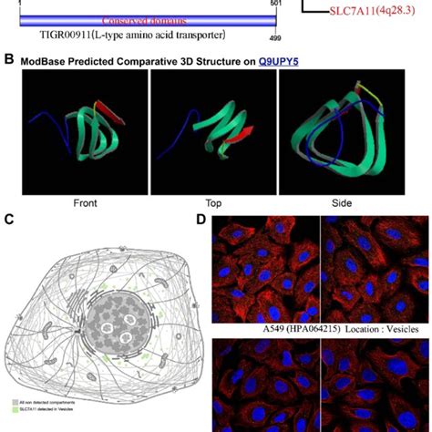 Chromosome Localization Protein Structure And Protein Localization Download Scientific Diagram