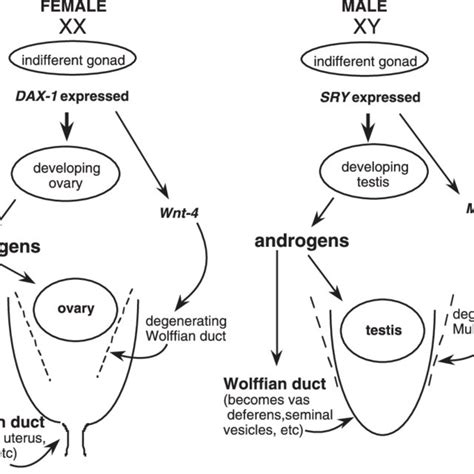 Parallel Models Of Female And Male Embryonic Sex Development Download Scientific Diagram