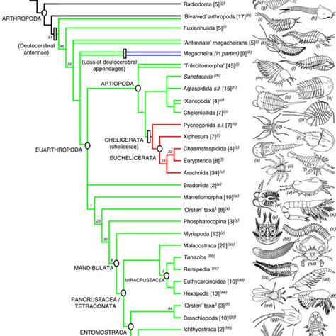 Pdf Arthropod Fossil Data Increase Congruence Of Morphological And Molecular Phylogenies
