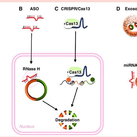 Biogenesis And Function Of Circular Rnas Circrnas Linear Splicing