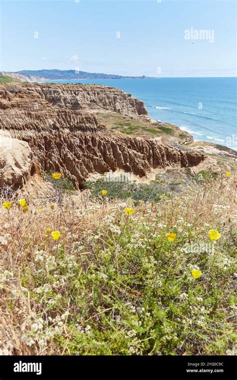 The Torrey Pines State Natural Preserve Is Home To The Torrey Pine One