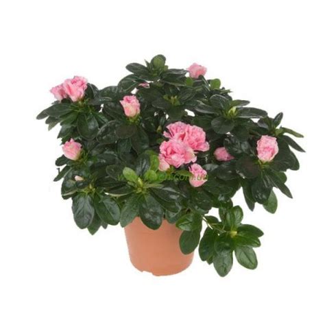 Азалия уход - как ухаживать за азалией в горшке - советы от ...