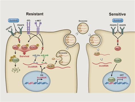 Exosome Transmitted Lncarsr Promotes Sunitinib Resistance In Renal Cancer Exosome Rna