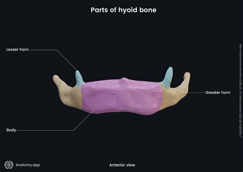 Parts Of Hyoid Bone Anterior View Anatomyapp