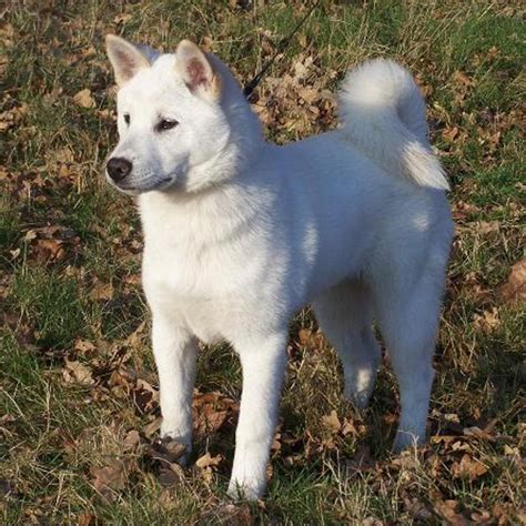 Discovering The Loyal And Athletic Kishu Ken A Guide To This Rare