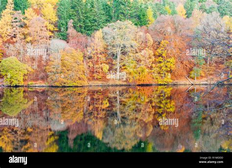 Spectacular Late Autumn Tree Colours Are Reflected In The Waters Of Loch Faskally In Pitlochry