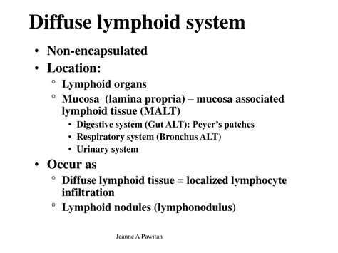 Ppt Histology Of The Immune Lymphoid Lymphatic System Powerpoint