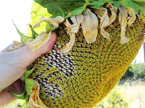 How To Eat Sunflower Seeds Austra Health