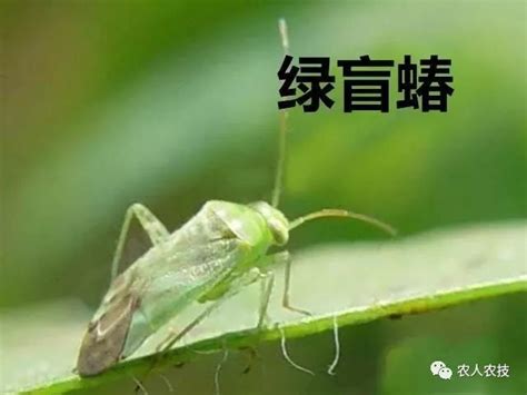 盲蝽科翅脉图画 图画风景画 绝句的图画怎么画 大山谷图库