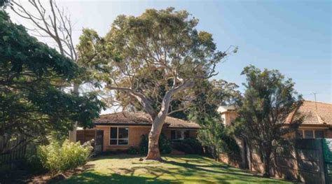 Brisbane S Complete Guide To Tree Removal Laws Permits And Fines